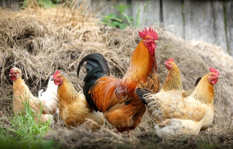 Gli animali della fattoria: quali sono e caratteristiche - youfriend