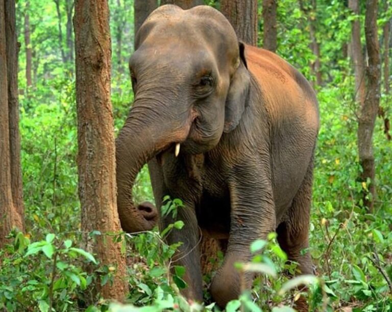 Animali della giungla: quali sono e caratteristiche - youfriend