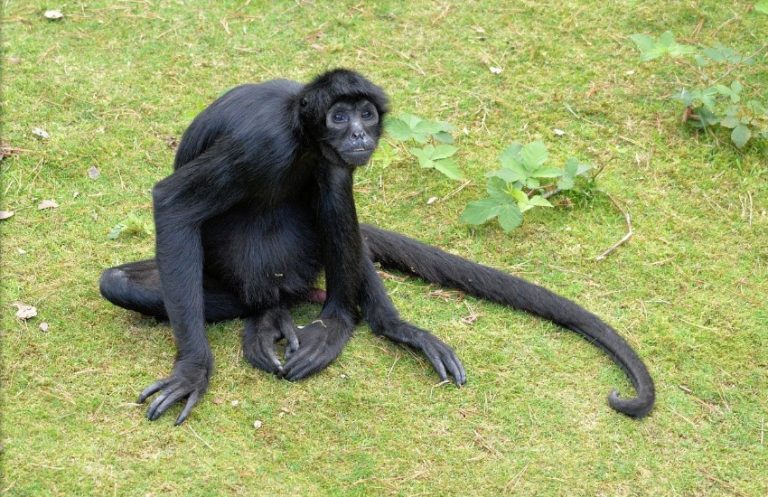Scimmie - Primati: quanti tipi ci sono al mondo - nomi e ...