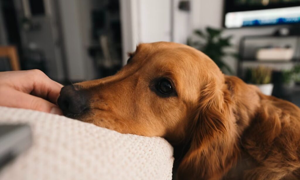 Vombato: l'unico animale al mondo che fa le feci a forma cubica - youfriend
